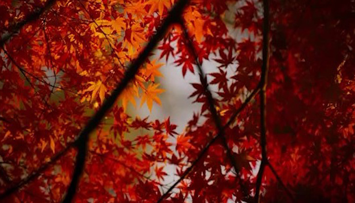 Program Catalog - NHK Foundation